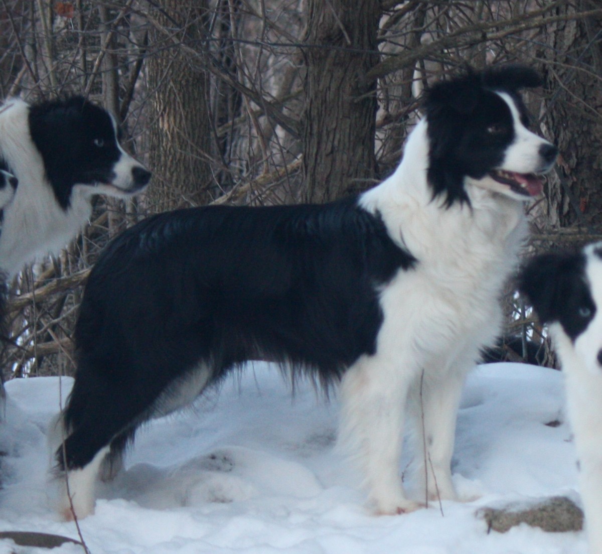 Border Collie Dogs & Collie Puppies For Sale in Ontario, Canada | Asset ...