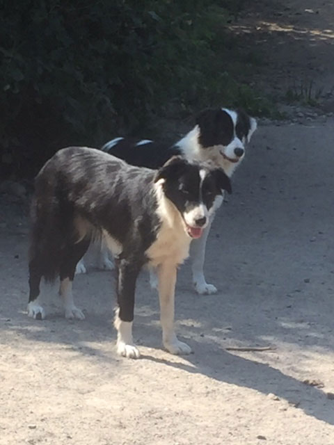 Adult & Rescue Border Collies For Adoption in Ontario | Asset Kennels
