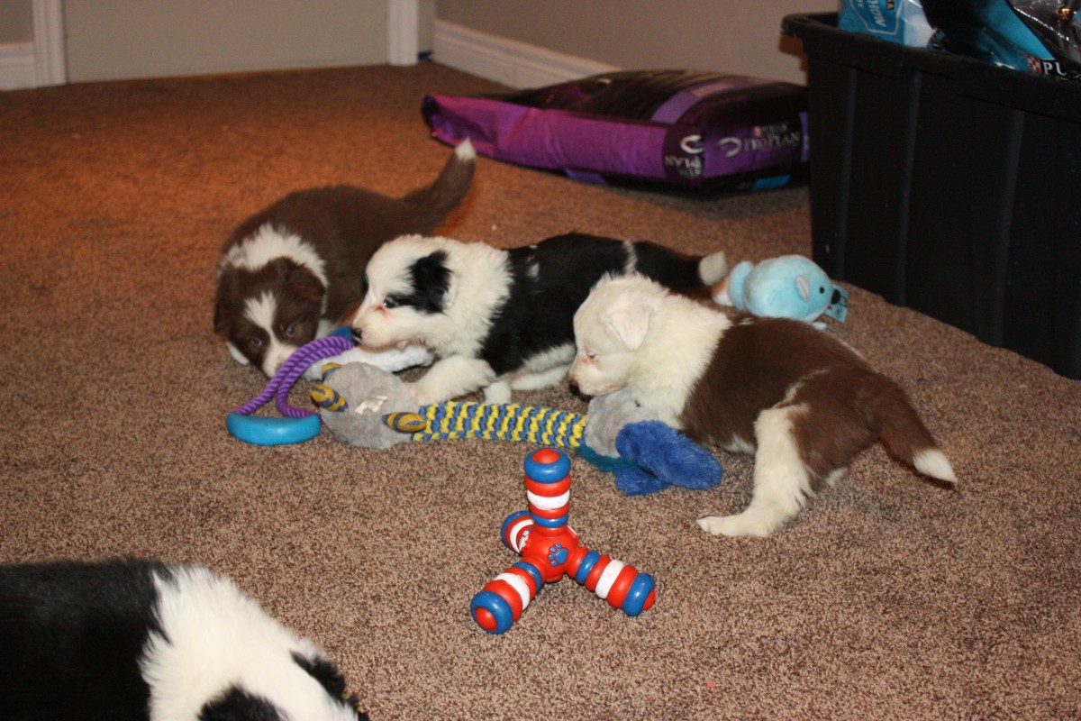 Adopt A Border Collie - Puppies For Sale in Ontario, Canada | Asset Kennels