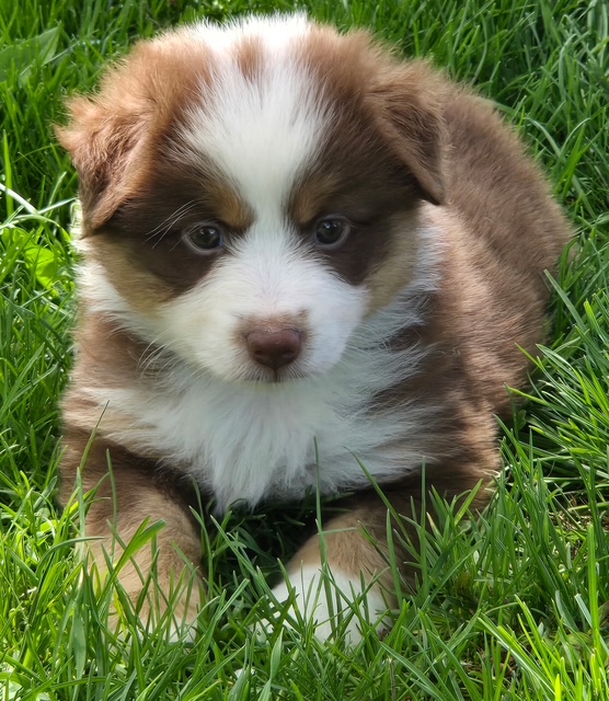 Mini American Shepherd Puppies For Sale - Asset Kennels