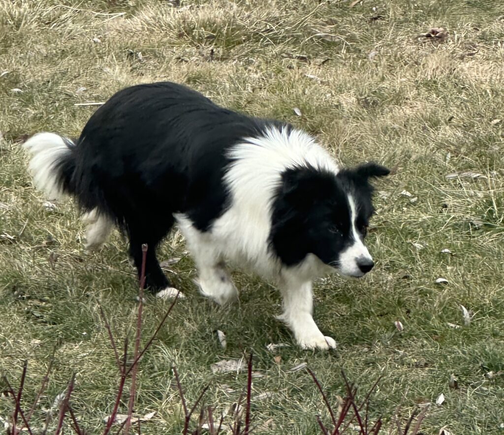 Border Collie Puppies Now Available! - Asset Kennels