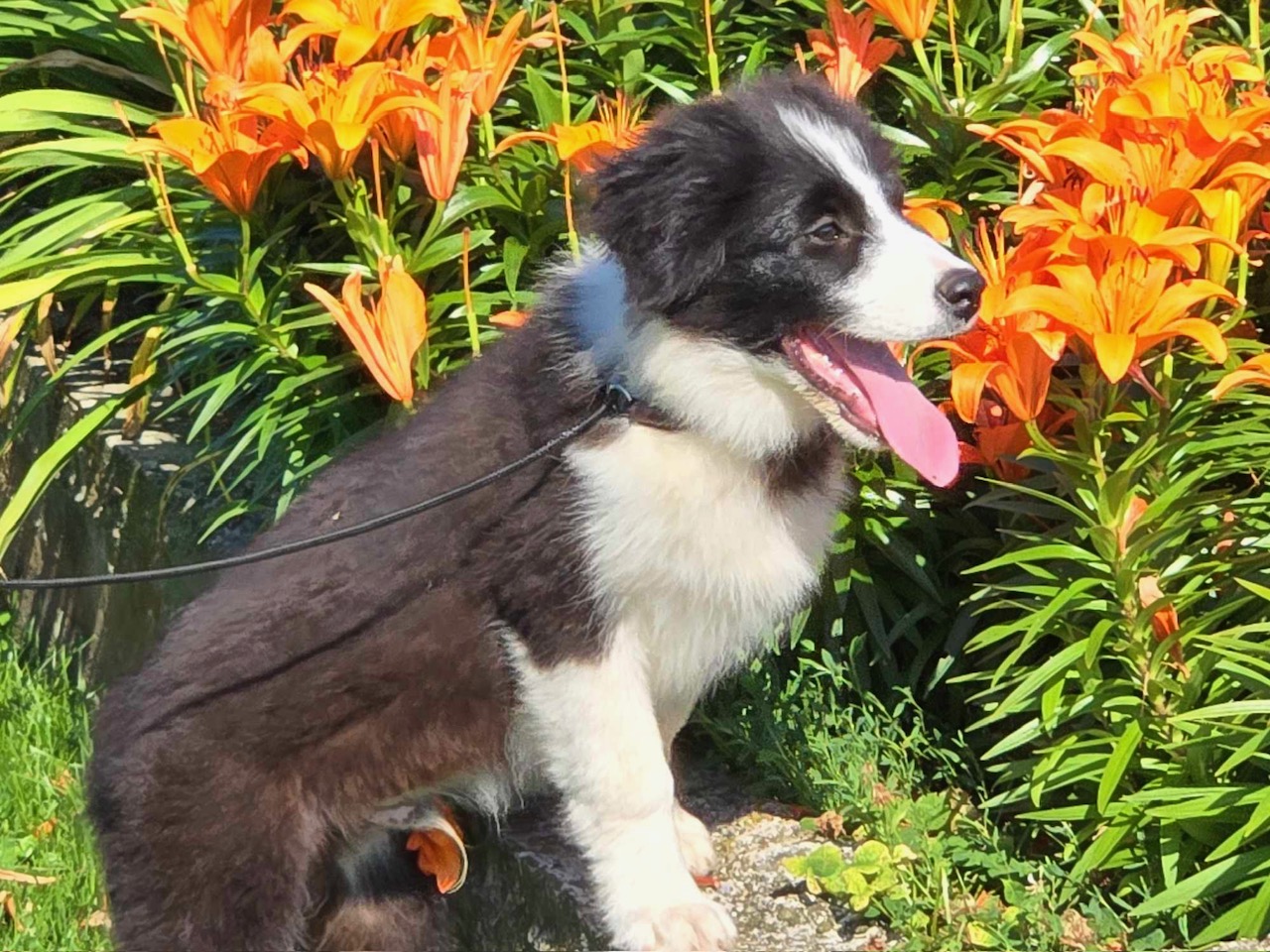 Border Collie Puppies for Sale - Asset Kennels