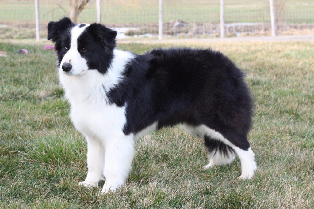 Border Collie Puppies for Sale - Asset Kennels