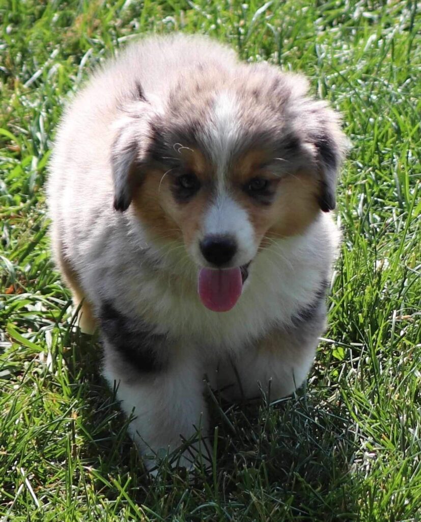 Mini American Shepherd Puppies For Sale - Asset Kennels