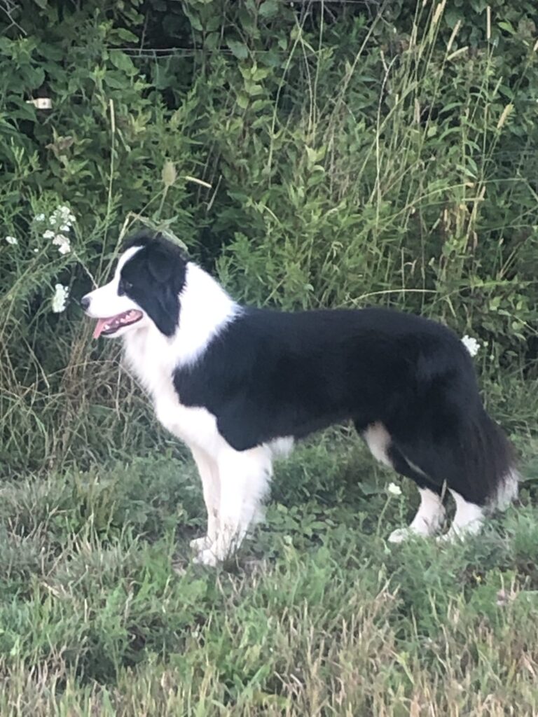 Border Collie Puppies for Sale - Asset Kennels