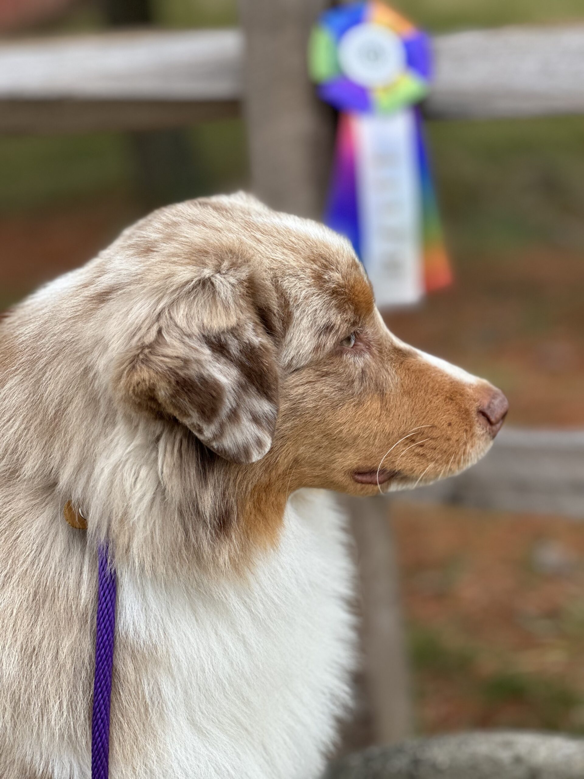 Marshall - Asset Kennels