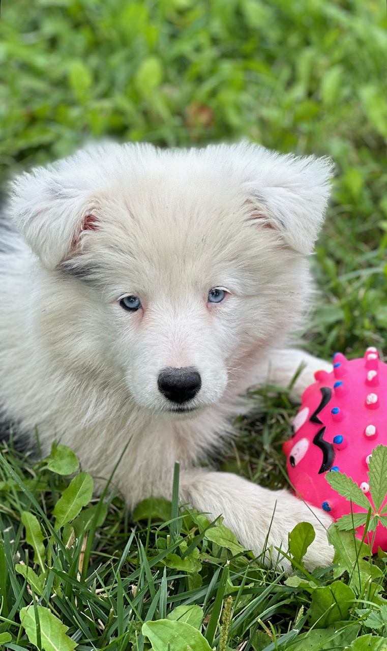 All White Border Collie Puppies