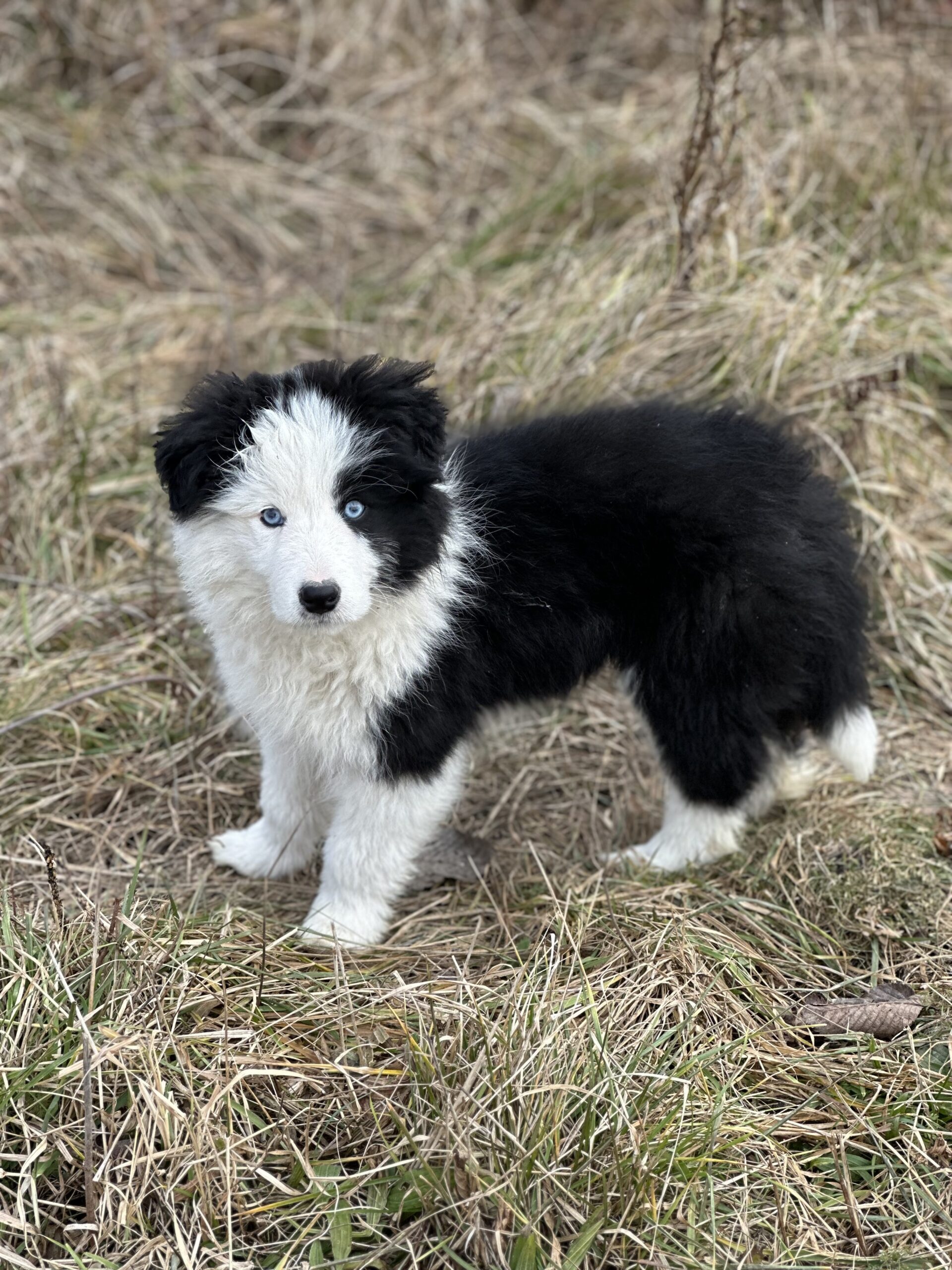 Border Collie Puppies for Sale - Asset Kennels