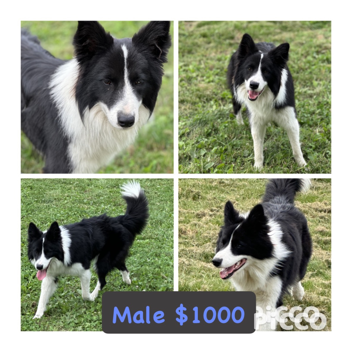 Border Collie Males - Asset Kennels