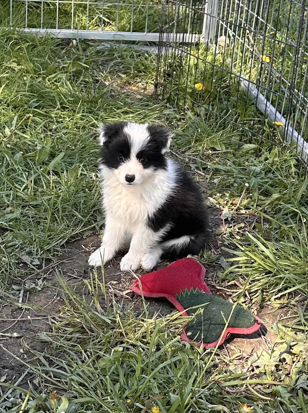 Border Collie Puppies for Sale - Asset Kennels