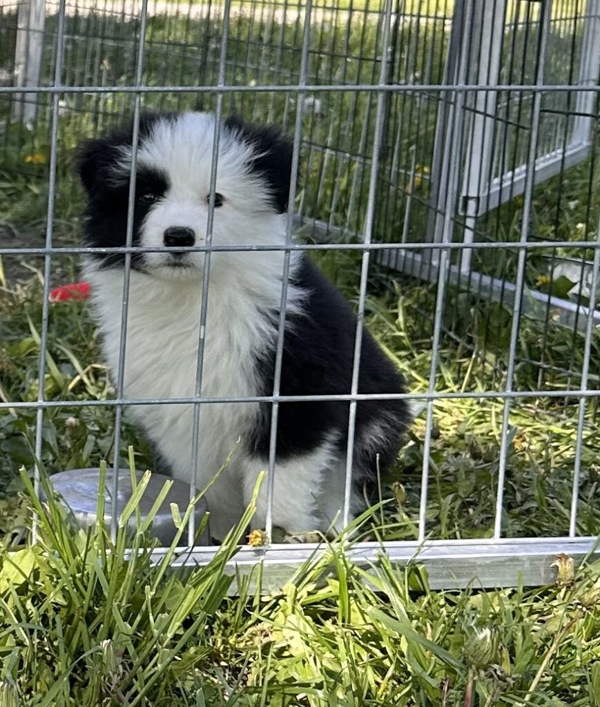 Border Collie Puppies for Sale - Asset Kennels