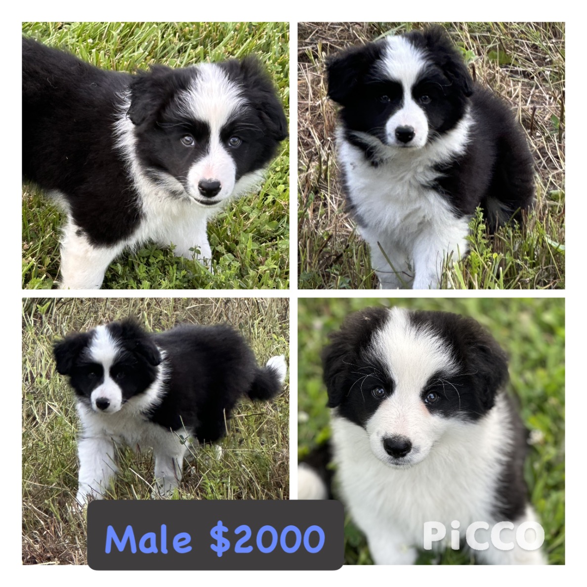 Border Collie Puppies for Sale - Asset Kennels